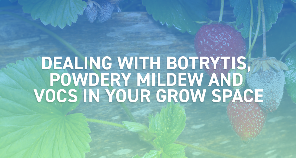 Dealing with Botrytis, Powdery Mildew and VOCs in Your Grow Space