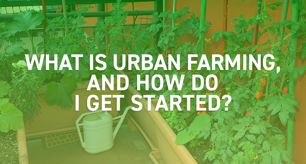 What is Urban Farming, and How do I get started?